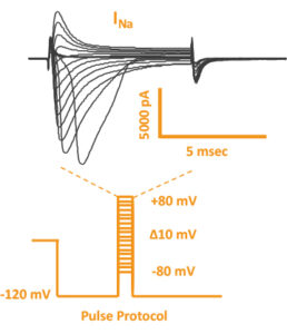 DRG Sensory Neuron Cultures - Neuroservice