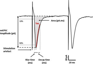 Custom Analysis - Neuroservice