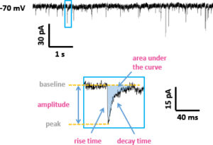 Custom Analysis - Neuroservice