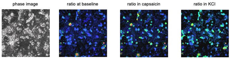 Calcium Imaging - Neuroservice
