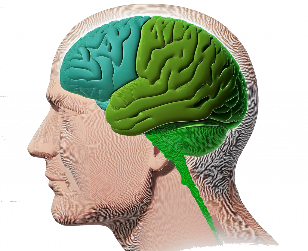 Exploring Synaptic Function In The Prefrontal Cortex Using