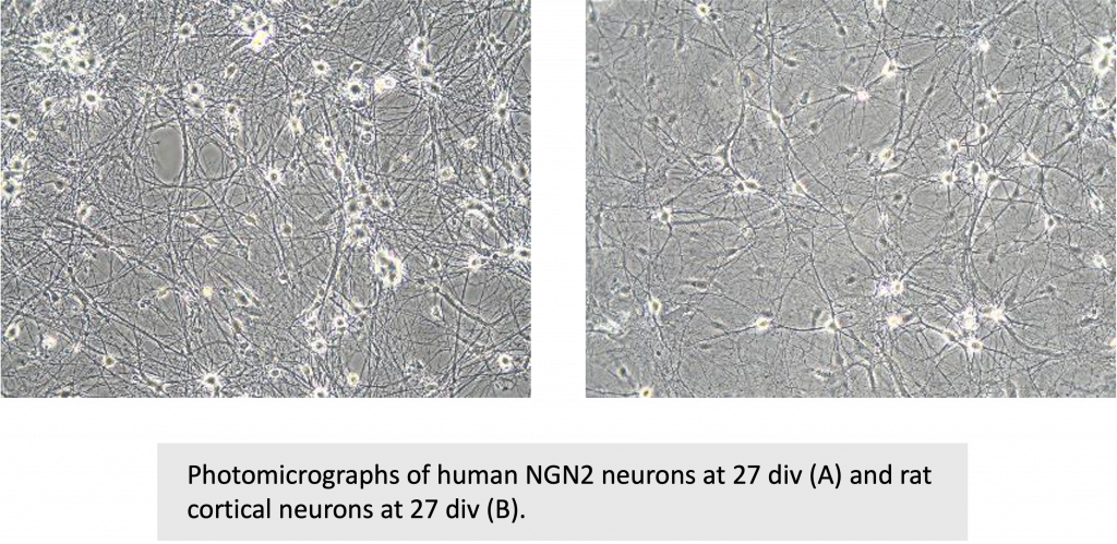 Electrophysiological profiling the functional properties of human NGN2 ...